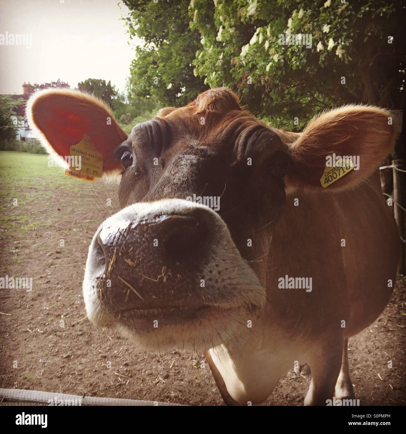 A brown cow in a field Stock Photo - Alamy