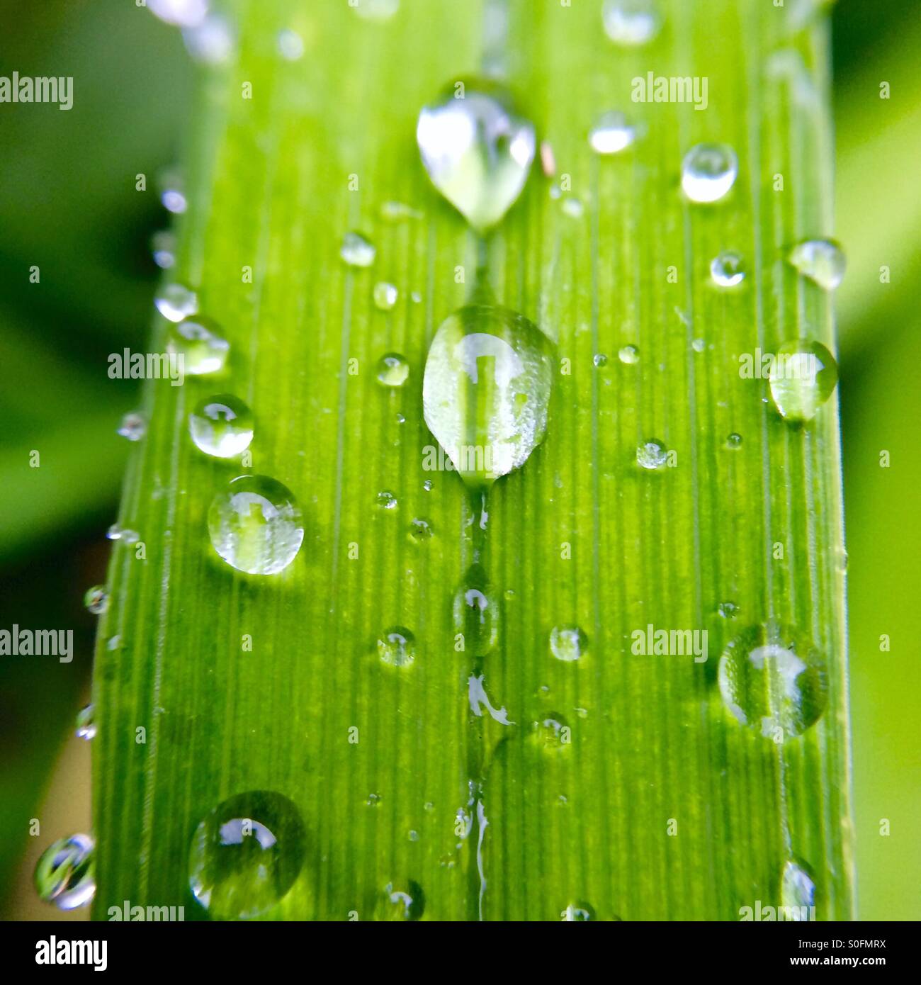 Raindrops on a plant Stock Photo - Alamy