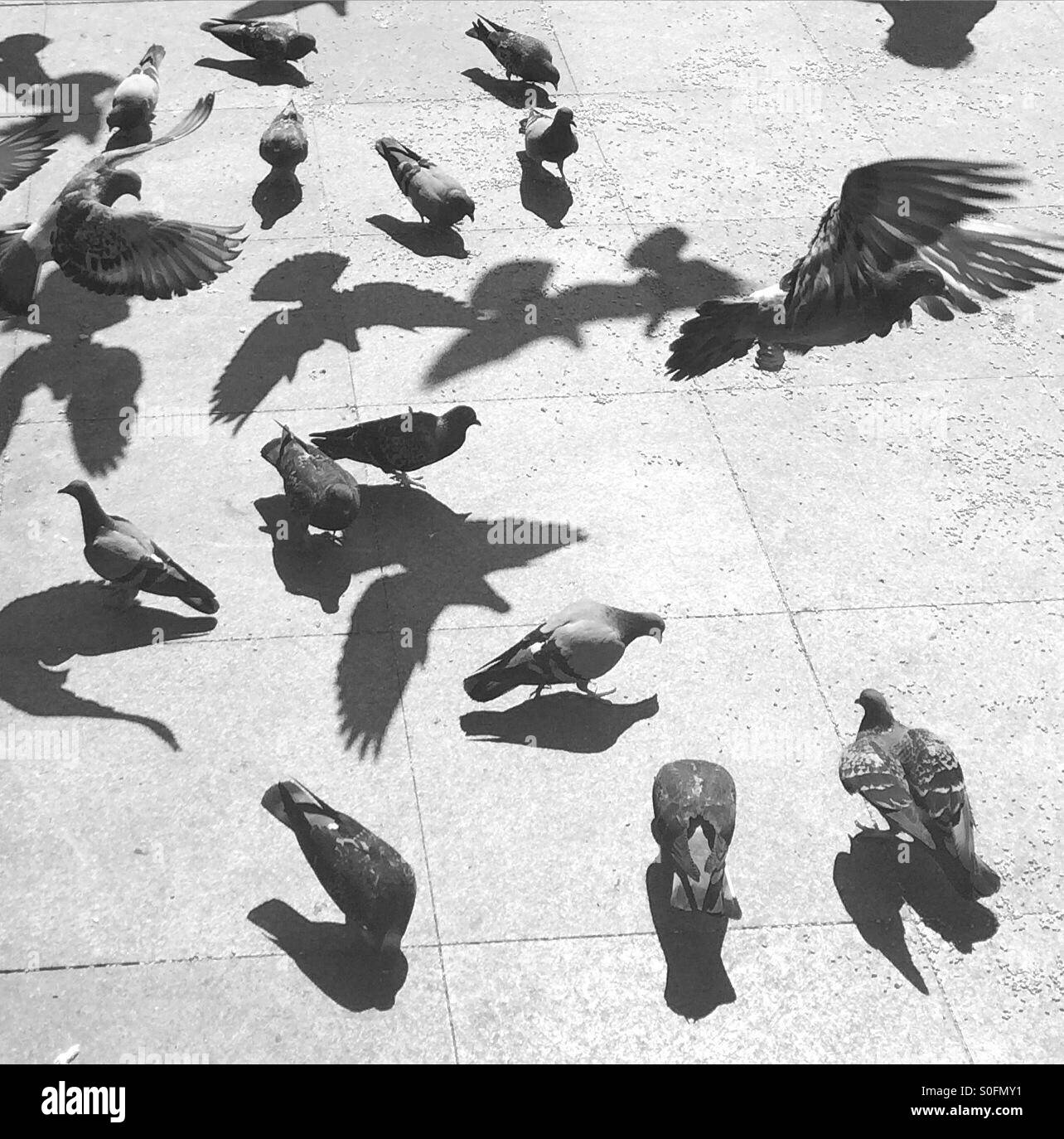 Birds casting shadow hi-res stock photography and images - Alamy
