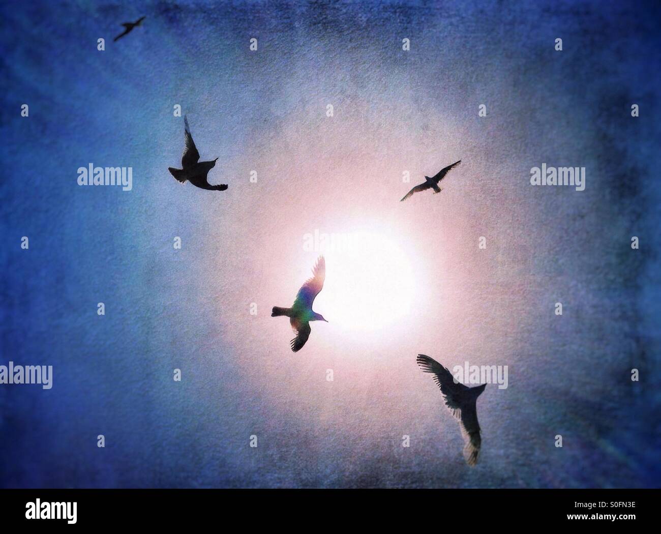 Seagulls flying against sun Stock Photo - Alamy