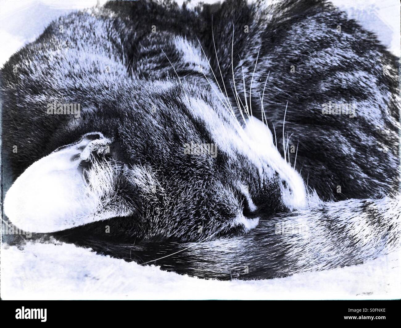 Sleeping cat ( blue tint Stock Photo - Alamy