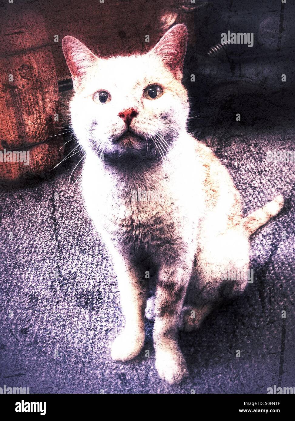 Cat with multiple colors Stock Photo - Alamy