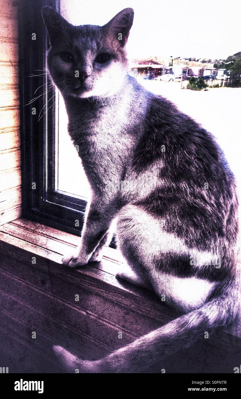 Cat in window Stock Photo - Alamy