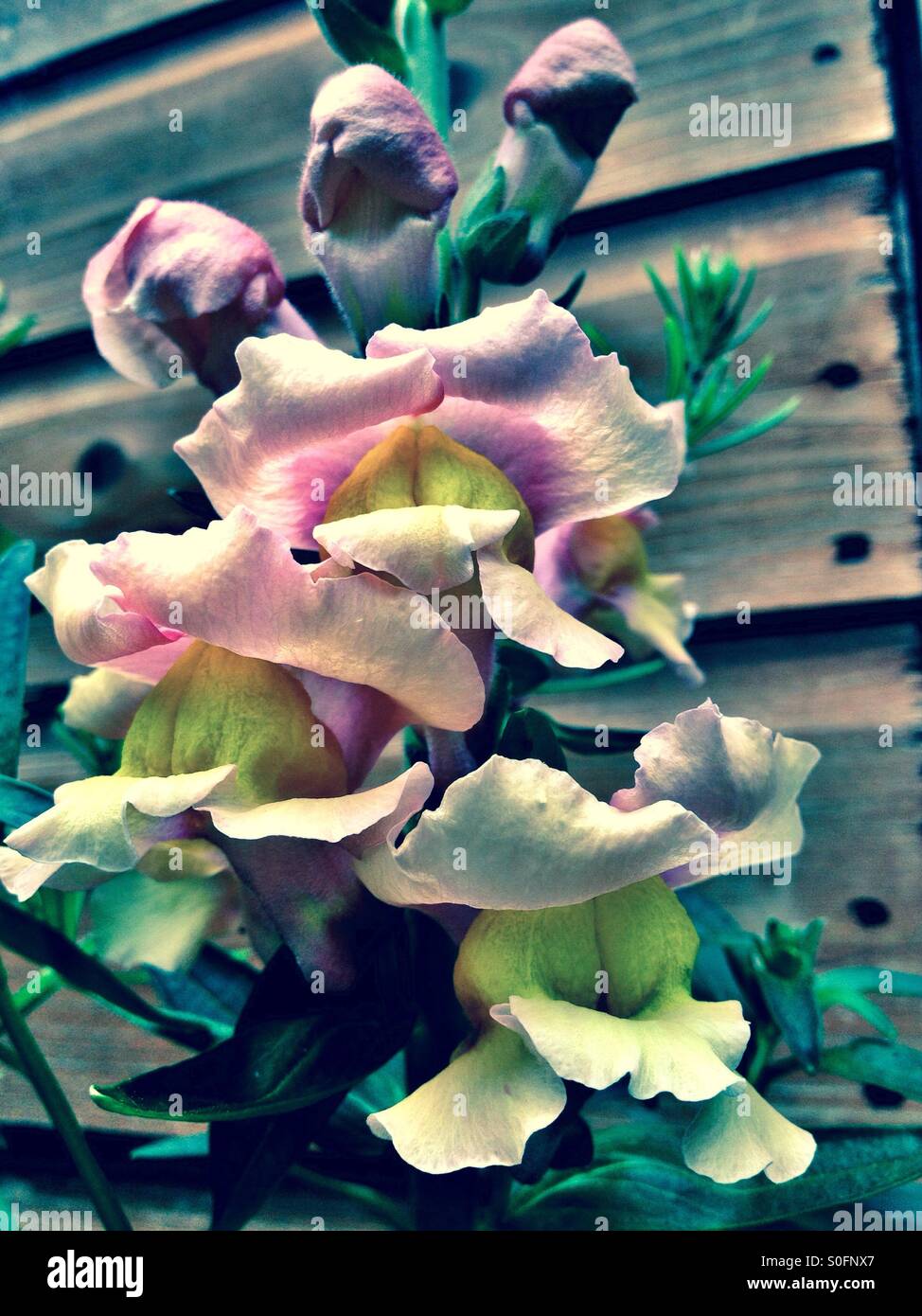 Snap dragon hi-res stock photography and images - Alamy
