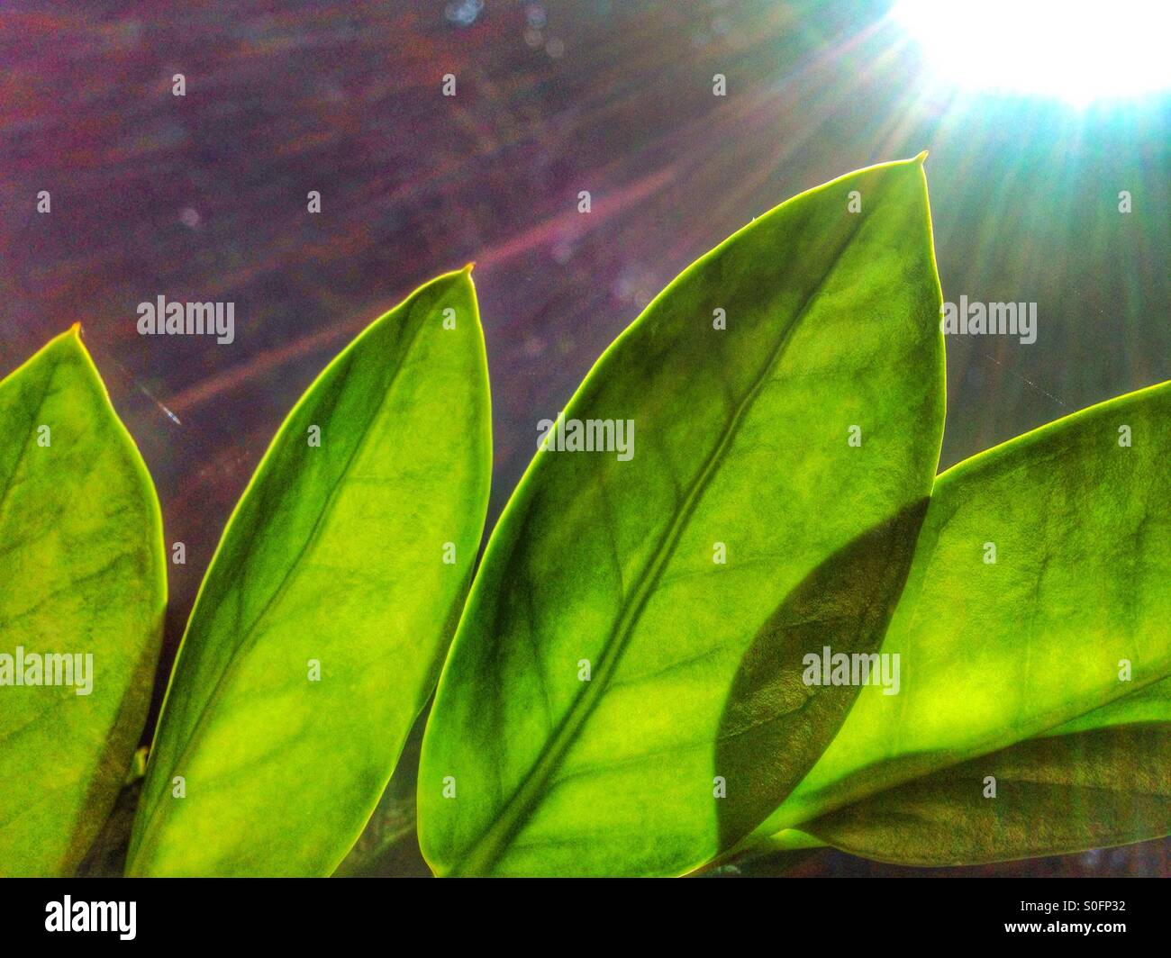 Leave in the sun Stock Photo - Alamy