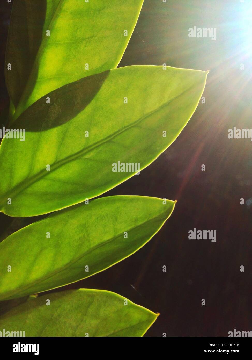 Leave and sun light Stock Photo - Alamy