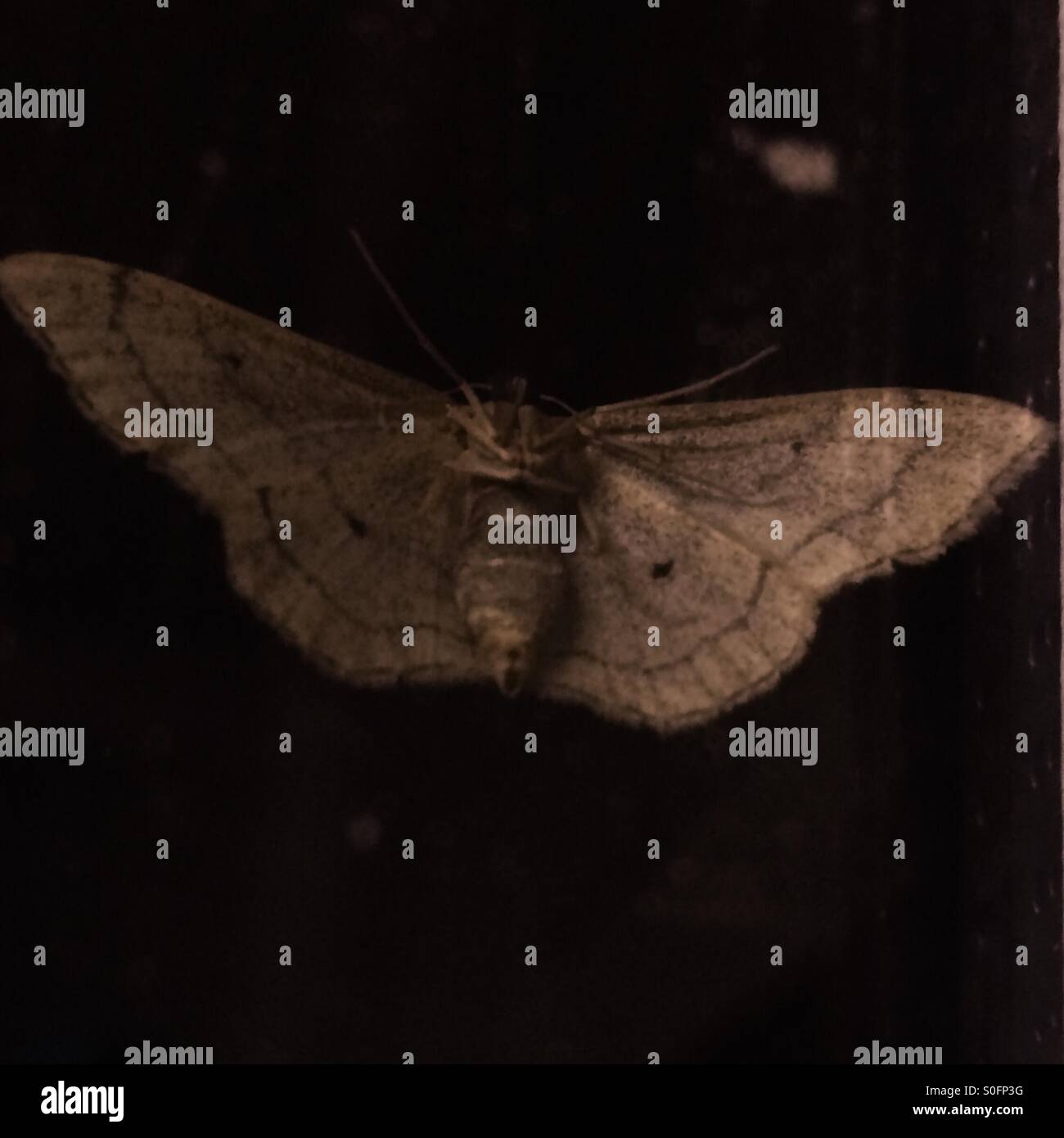 Moth at the window Stock Photo - Alamy