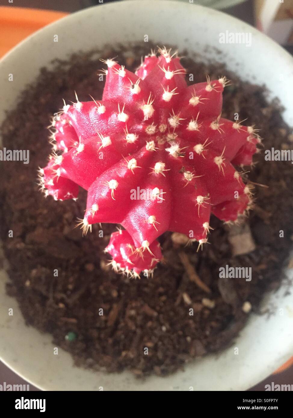 Cactus with soil hi-res stock photography and images - Alamy