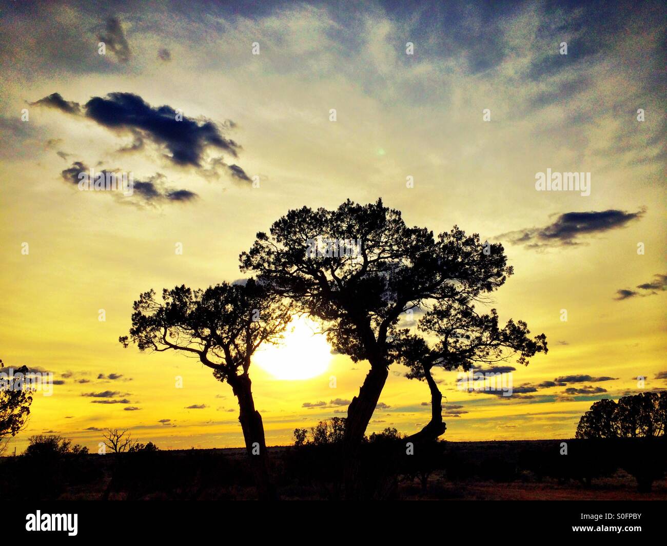 Juniper Tree Sunset High Resolution Stock Photography and Images - Alamy