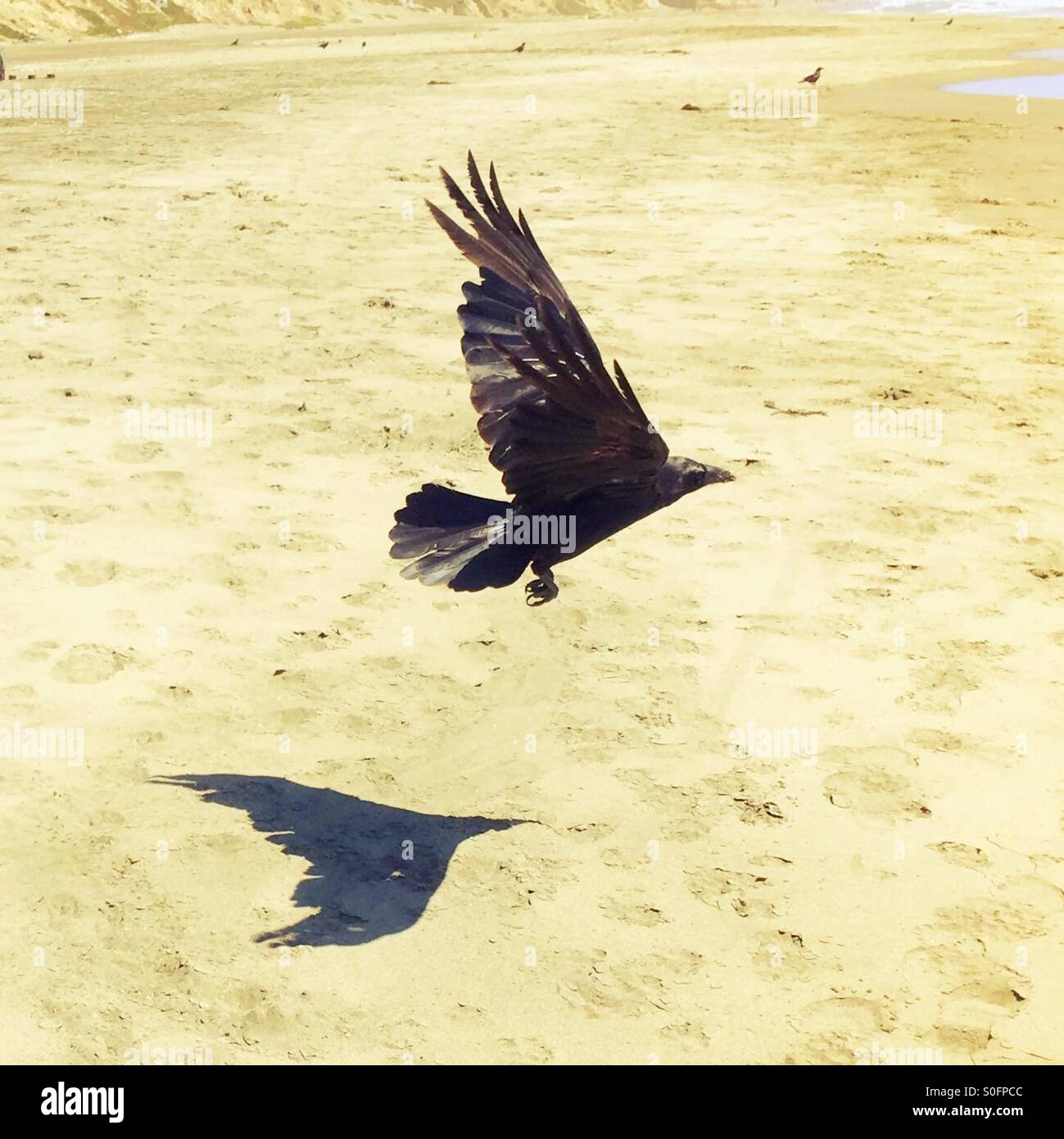 Feathers and plumage in fine detail as Raven leaves shadow behind ...