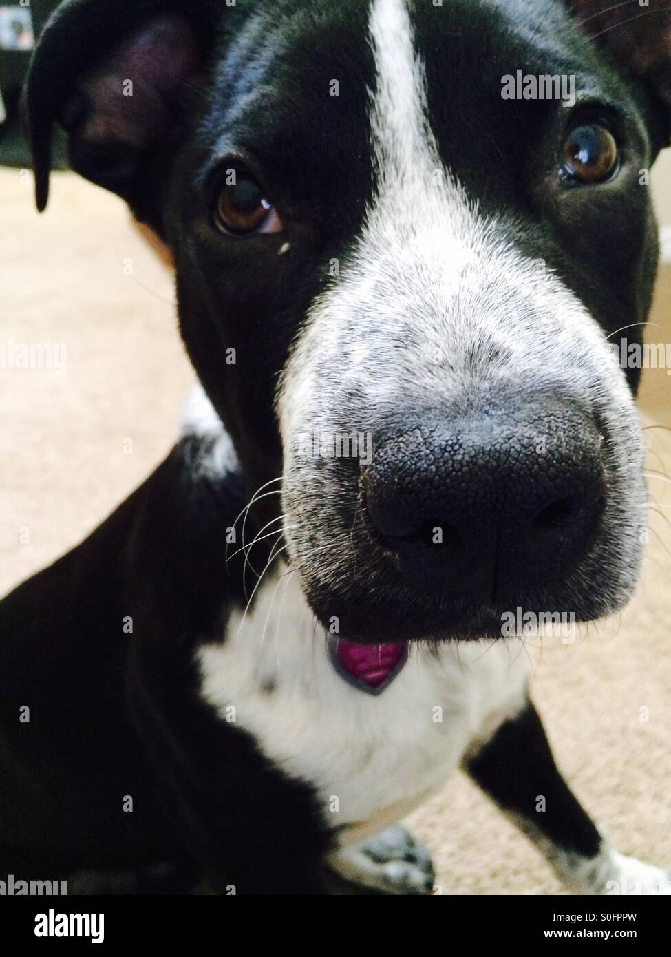 Beautiful Rescue High Resolution Stock Photography and Images - Alamy