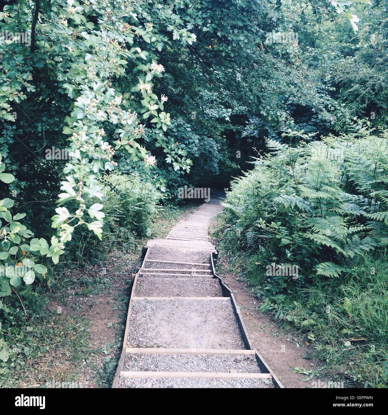 Stairs down into the forest hi-res stock photography and images - Alamy