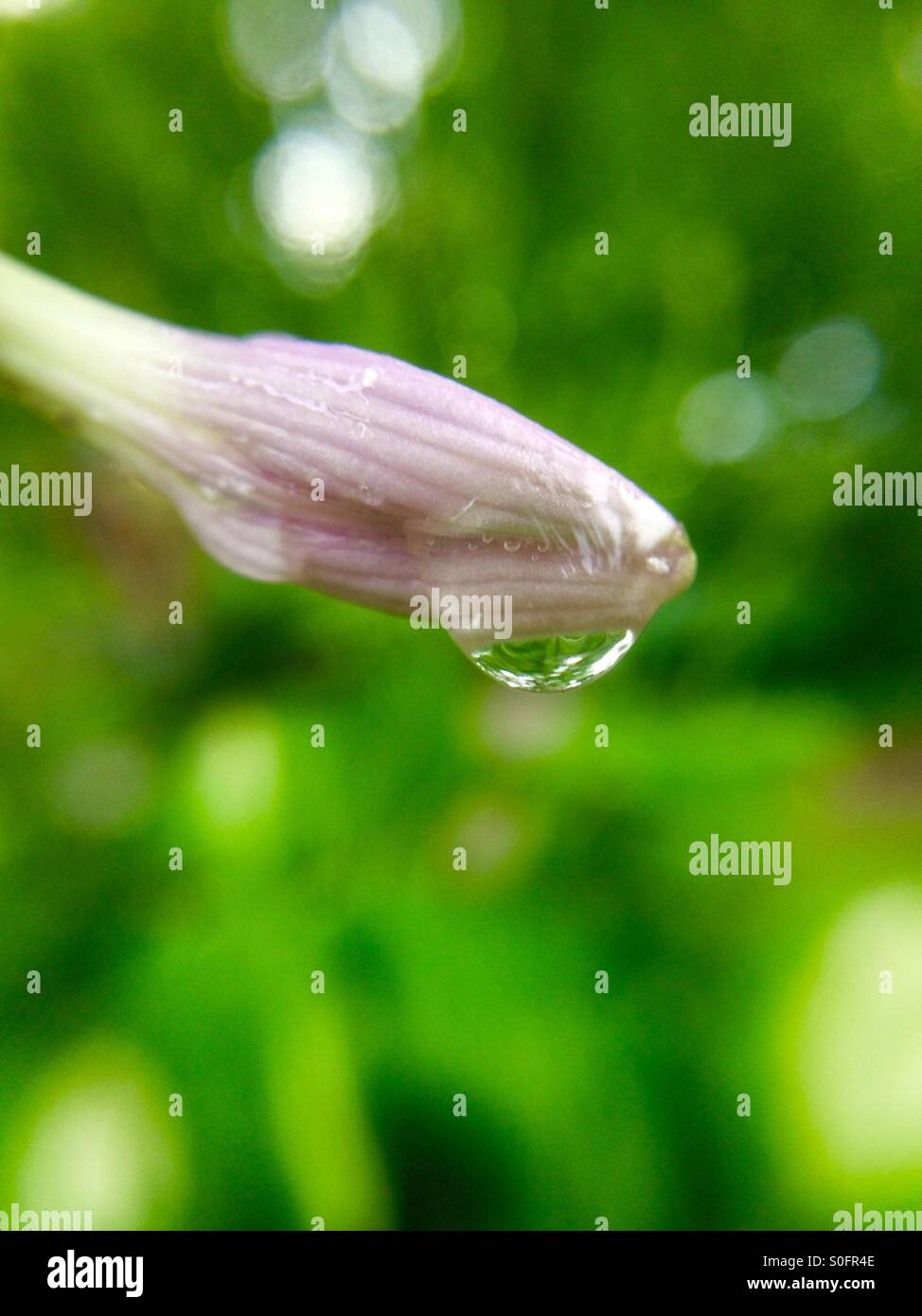 Blooming flower with a raindrop Stock Photo - Alamy