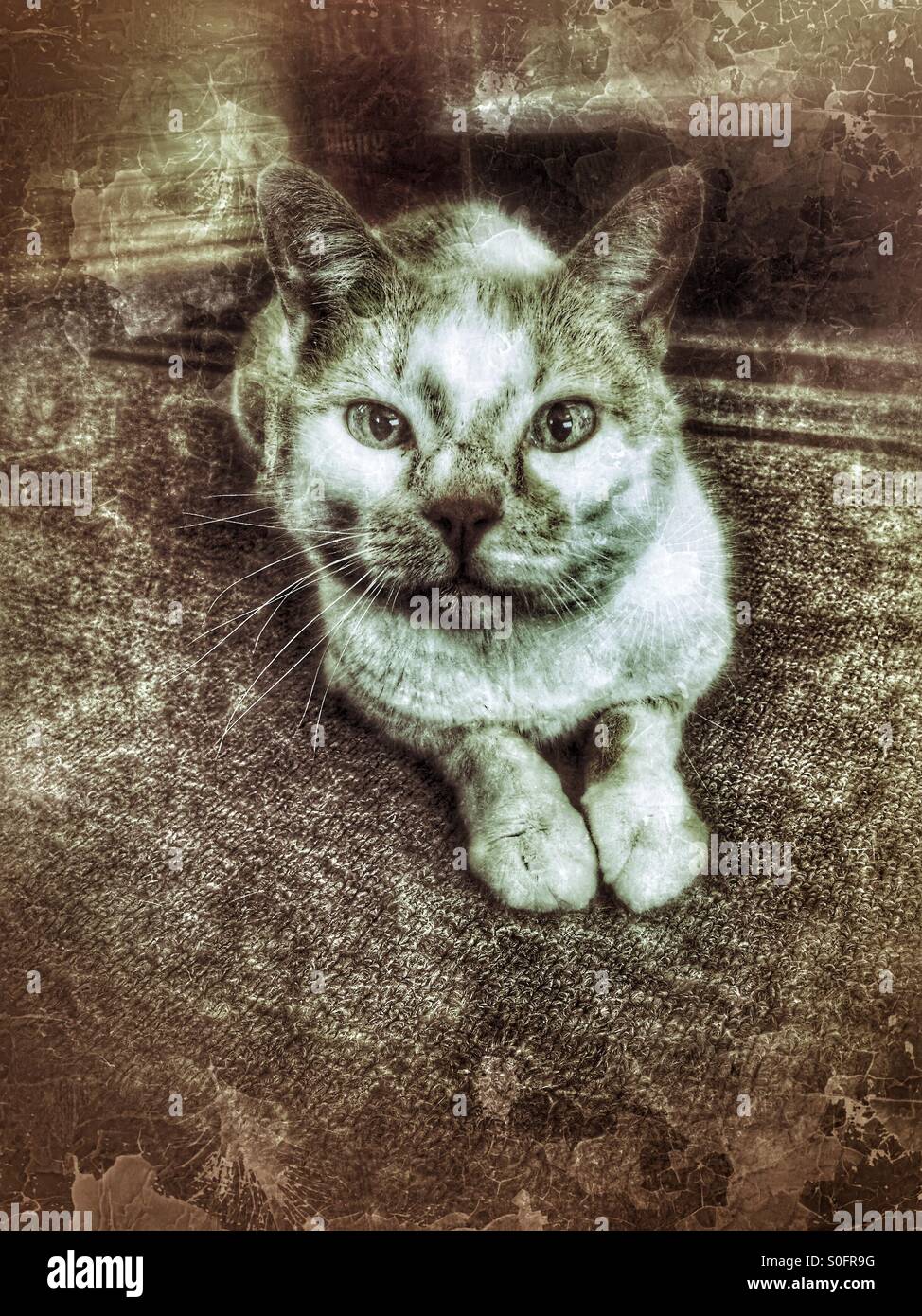 Multiple colored cat Stock Photo - Alamy