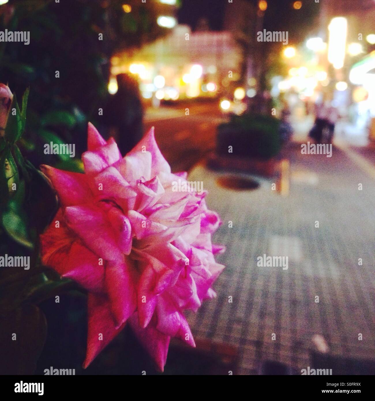 Pink flower with Osaka city lights in background Stock Photo - Alamy