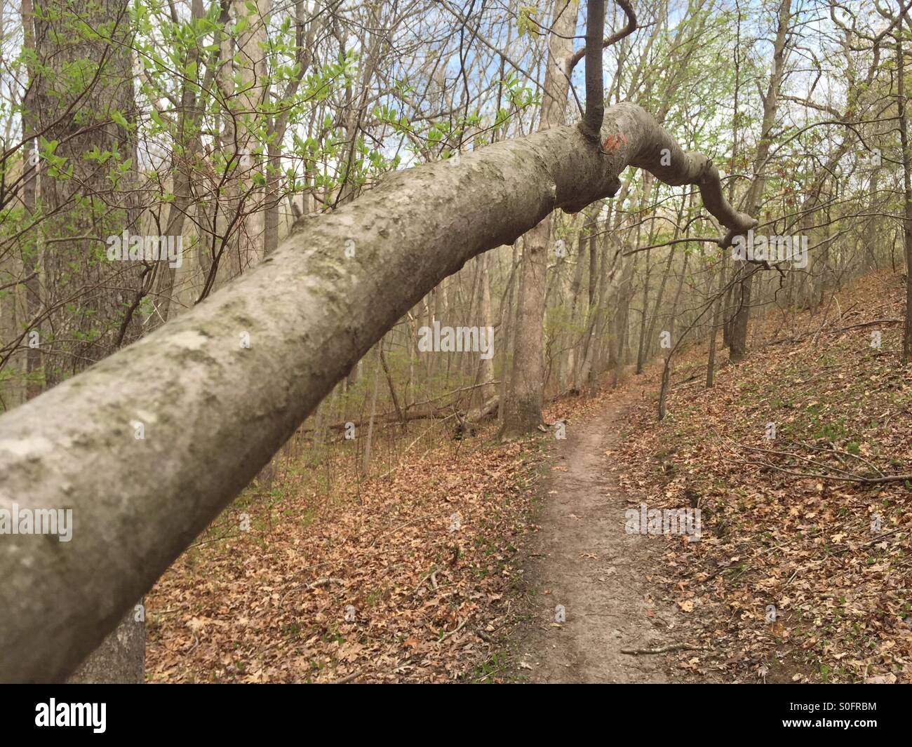 Tree branch over hiking path Stock Photo - Alamy