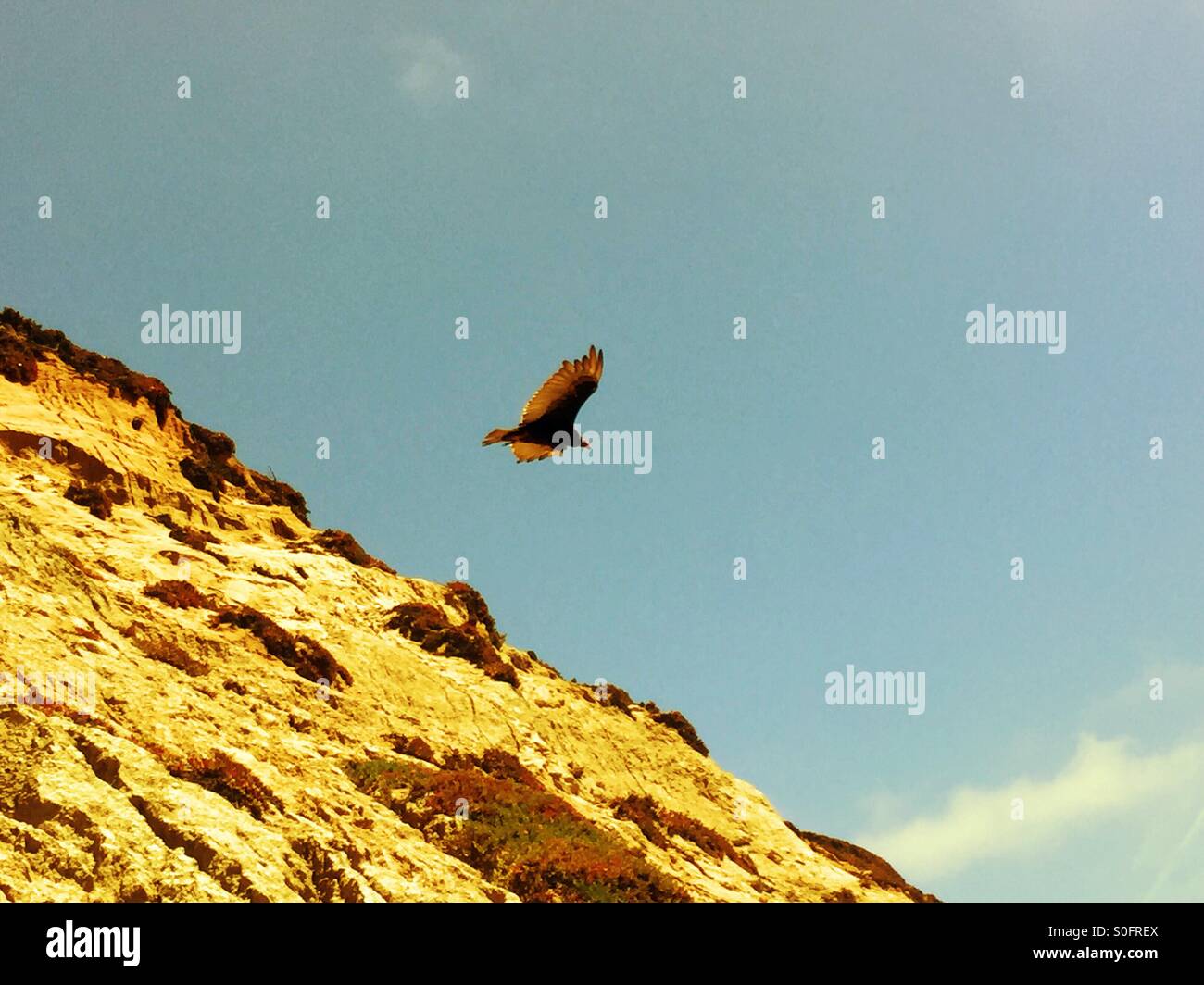 Turkey Vulture soaring ever higher on thermals and updrafts along the ...