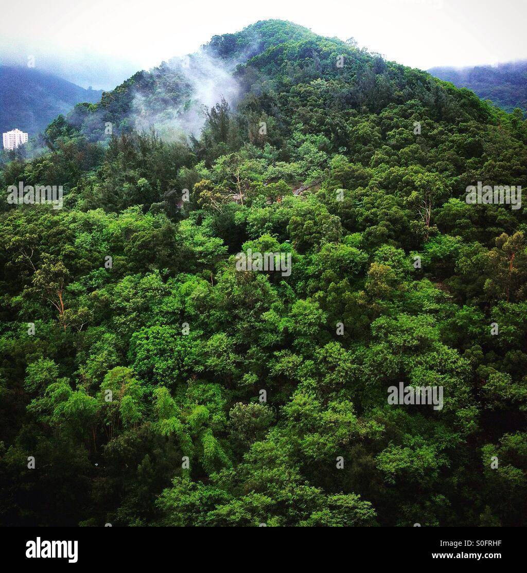 Rainforest trees tropical rain smartphone stock photos and images - Alamy