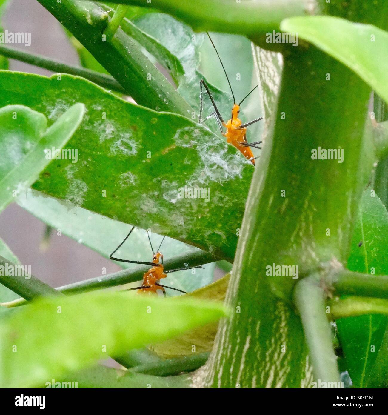 Assassin bugs pose on lemon tree Stock Photo - Alamy