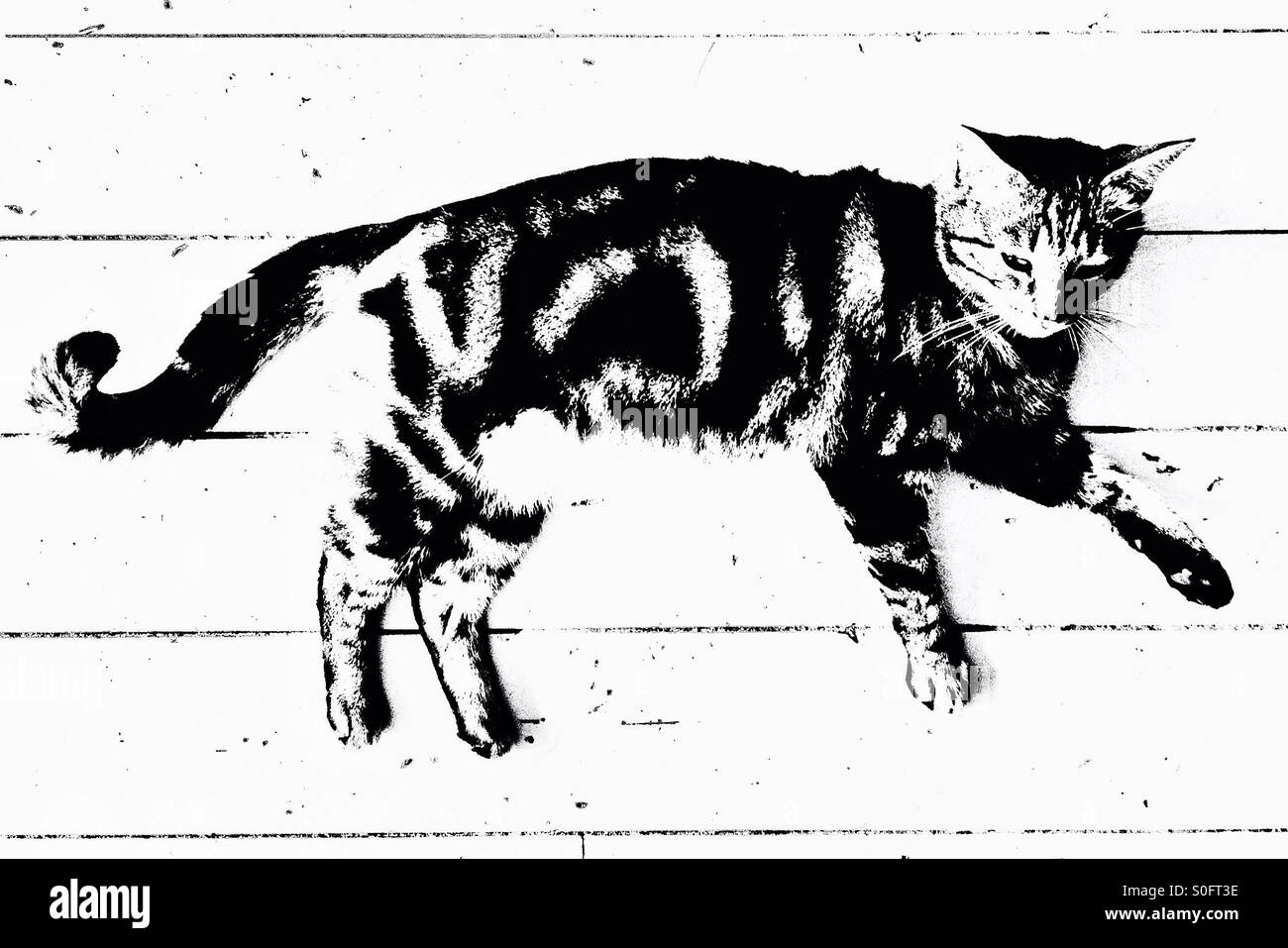 High Contrast Cat Photography