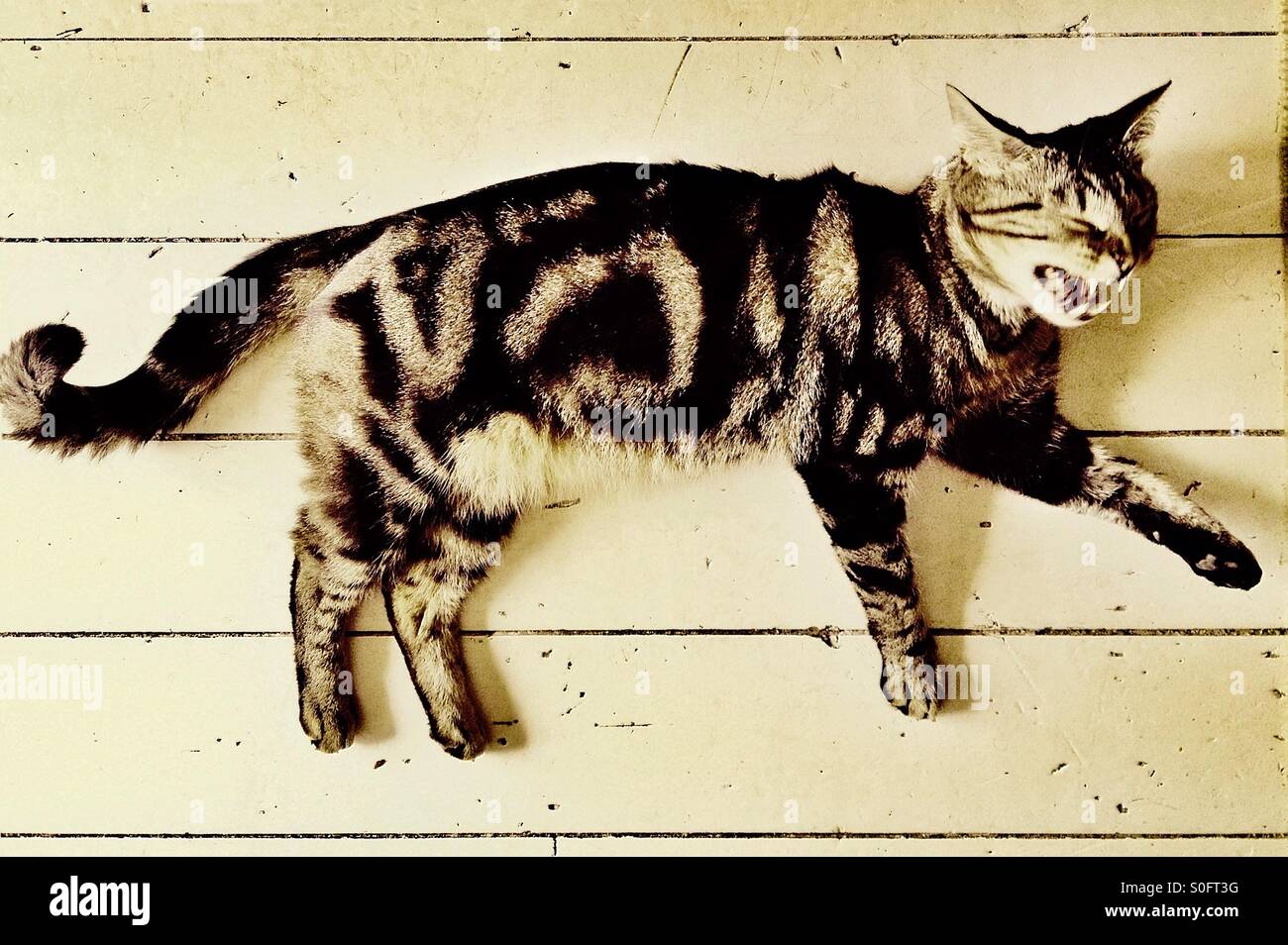 Cat lying down Stock Photo - Alamy