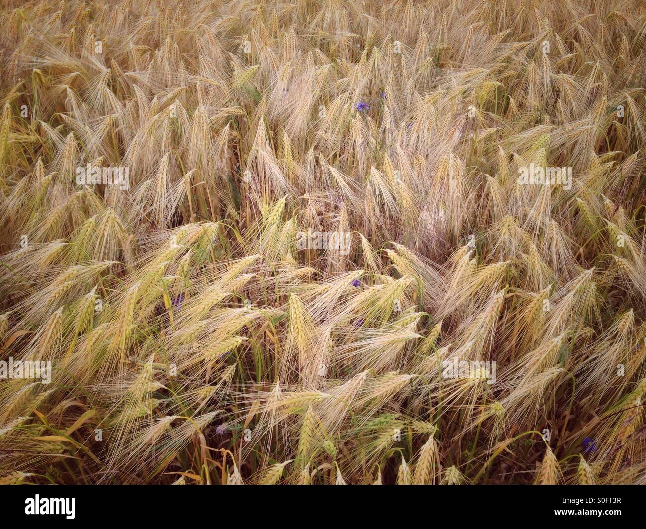 Grain wheat field grains hi-res stock photography and images - Alamy