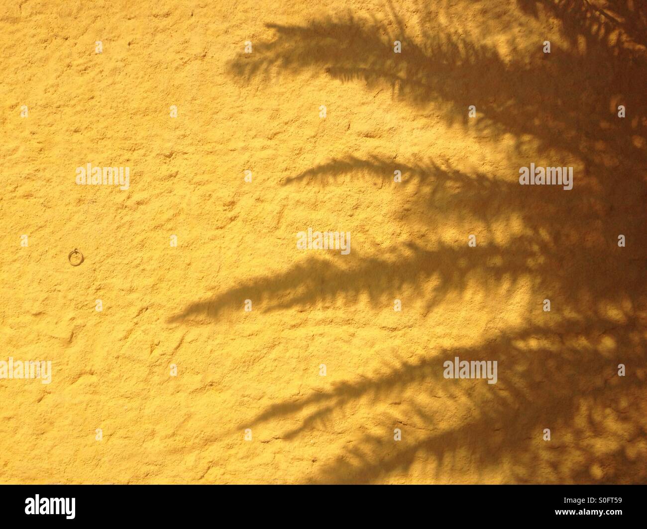 Palm tree shadow Stock Photo - Alamy