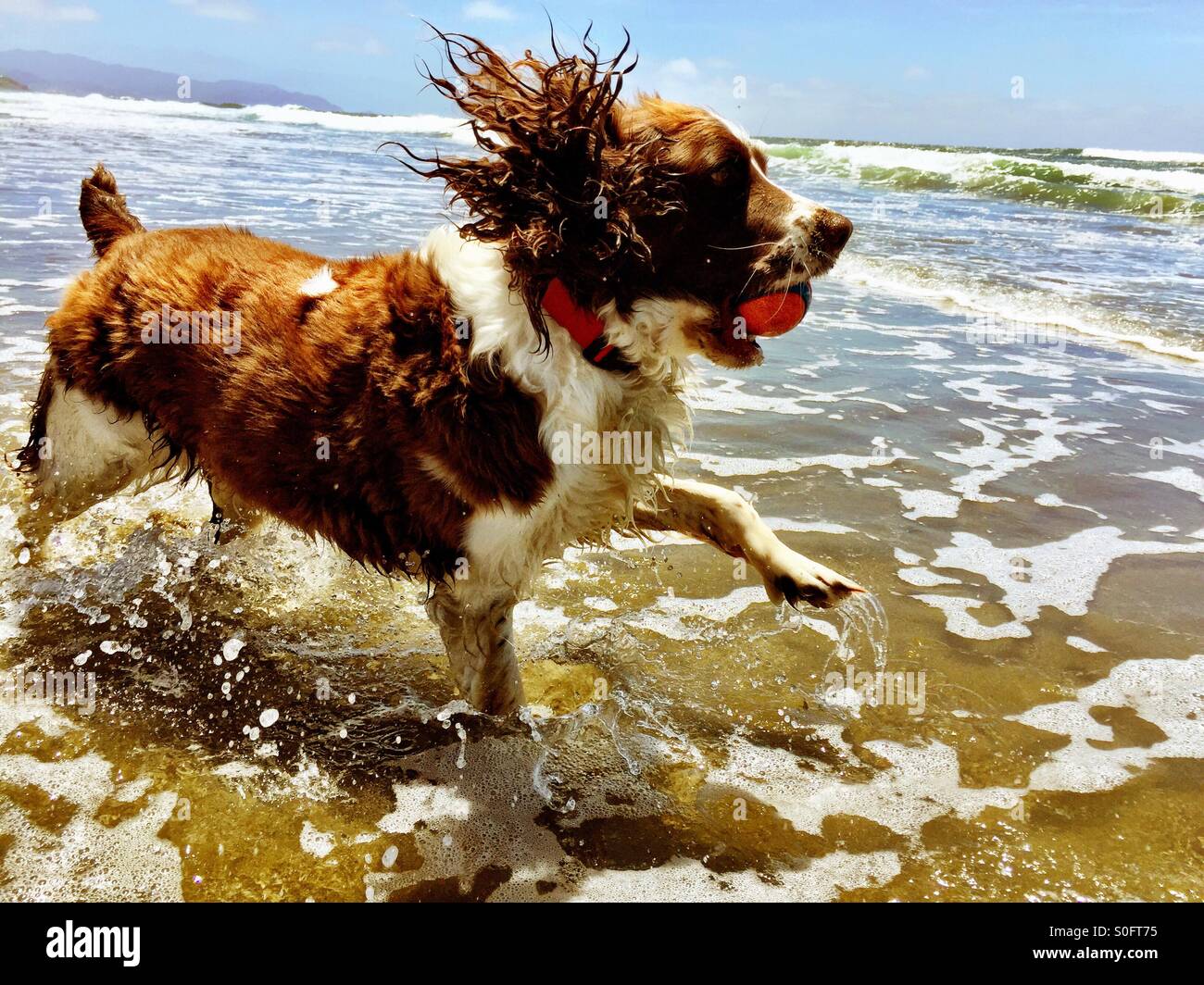 English Springer Spaniel breaks to a triumphant trot, successfully ...