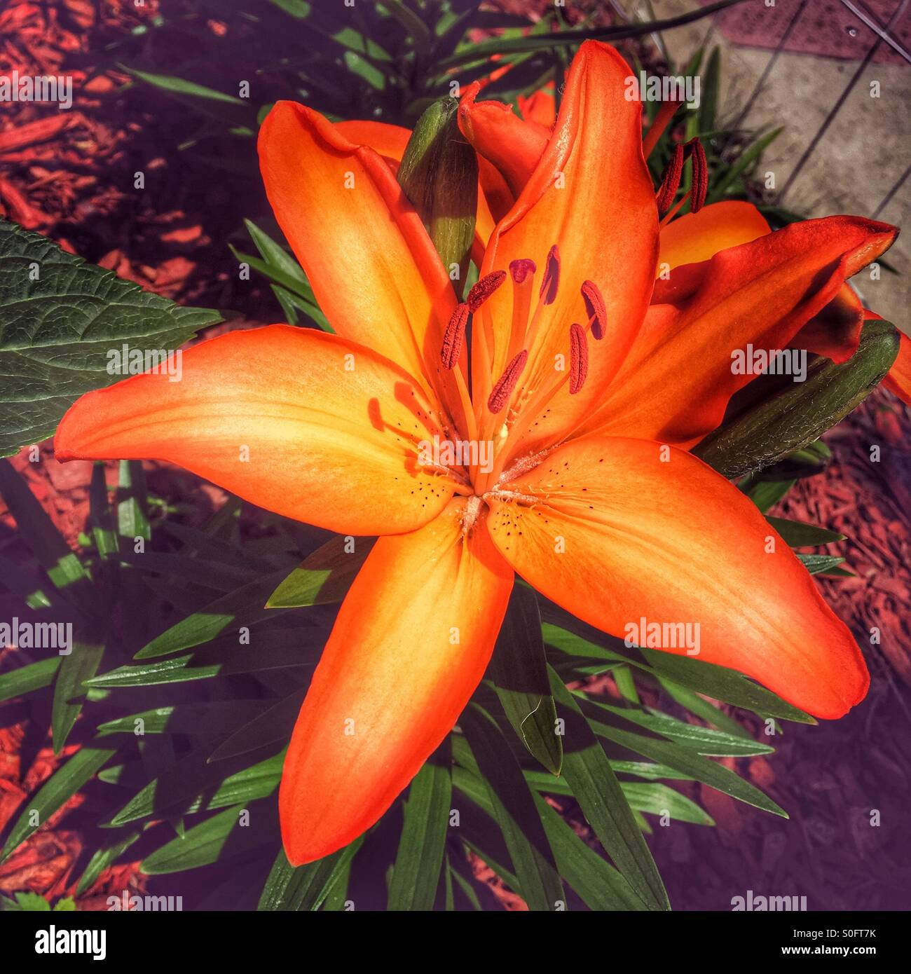 Tiger lily lily hi-res stock photography and images - Alamy