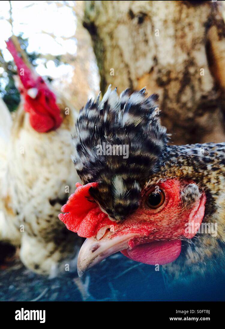 Angry chickens hi-res stock photography and images - Alamy