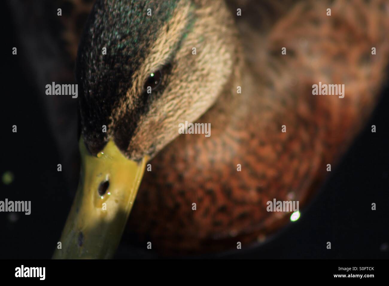 Yellow beak duck hi-res stock photography and images - Alamy