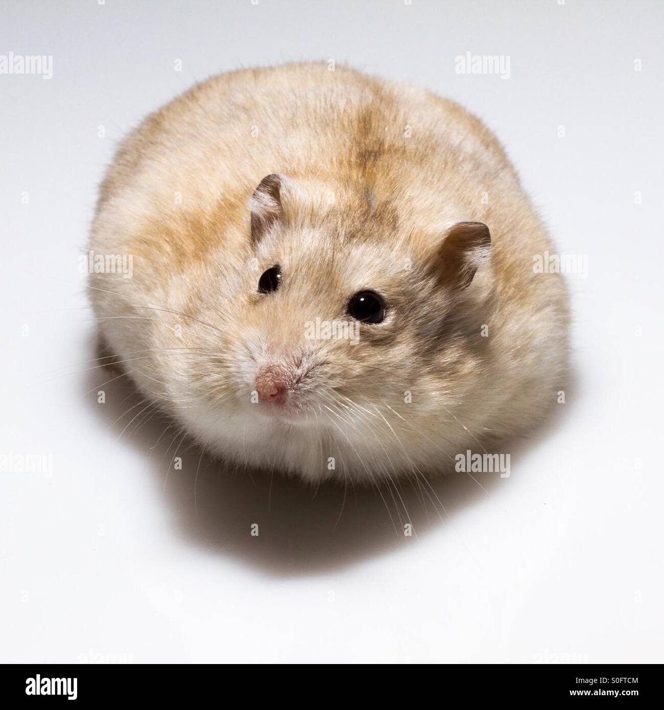 Cute Russian Dwarf Hamster