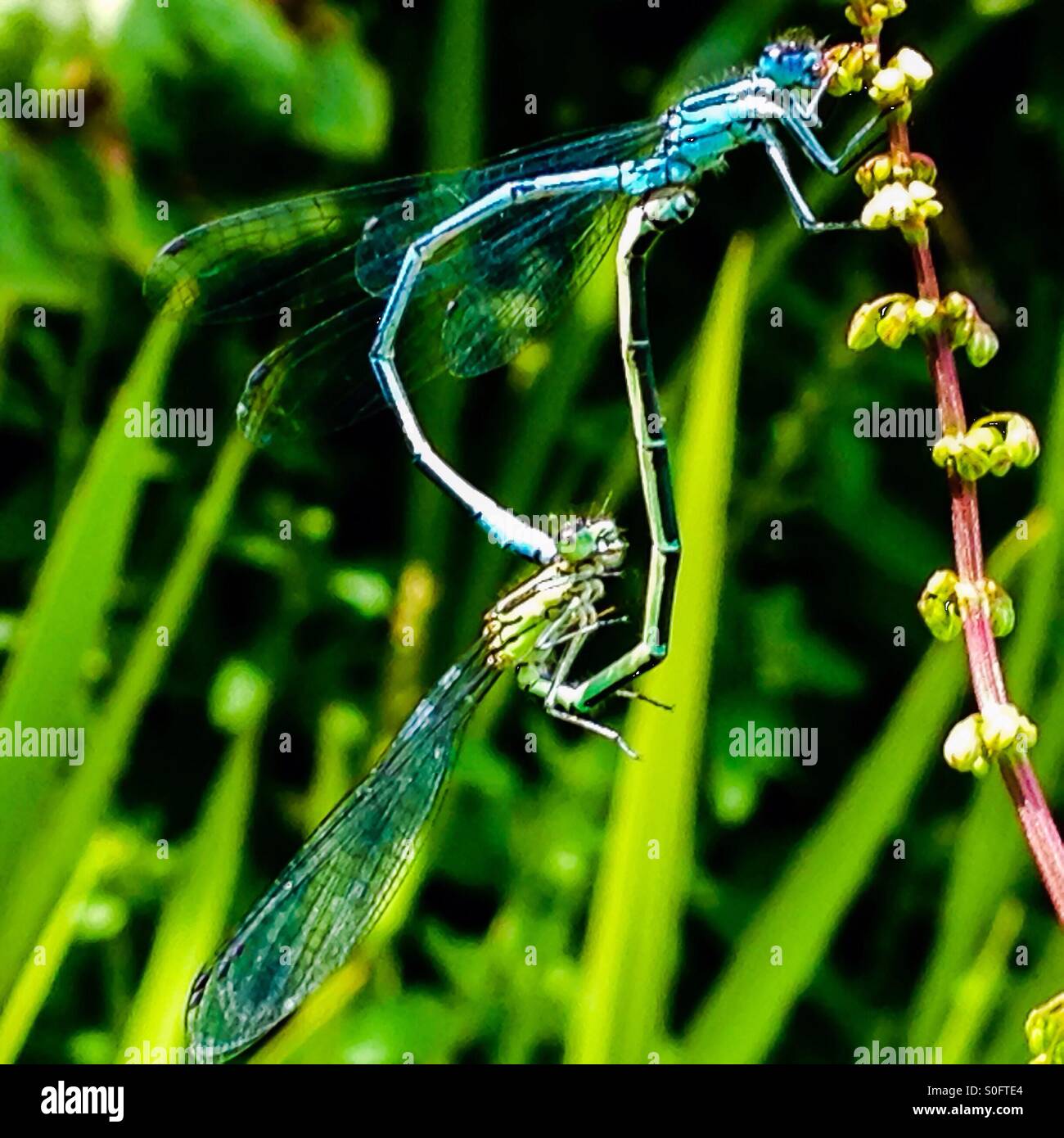 A pair of mating Damsel flies Stock Photo - Alamy