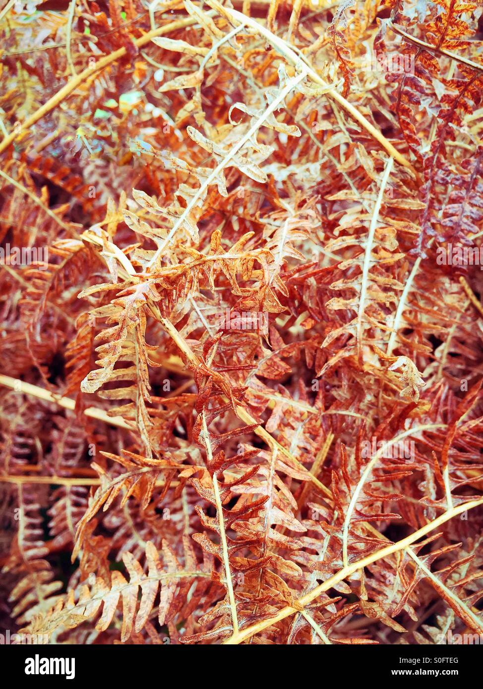 Abstract ferns hi-res stock photography and images - Alamy