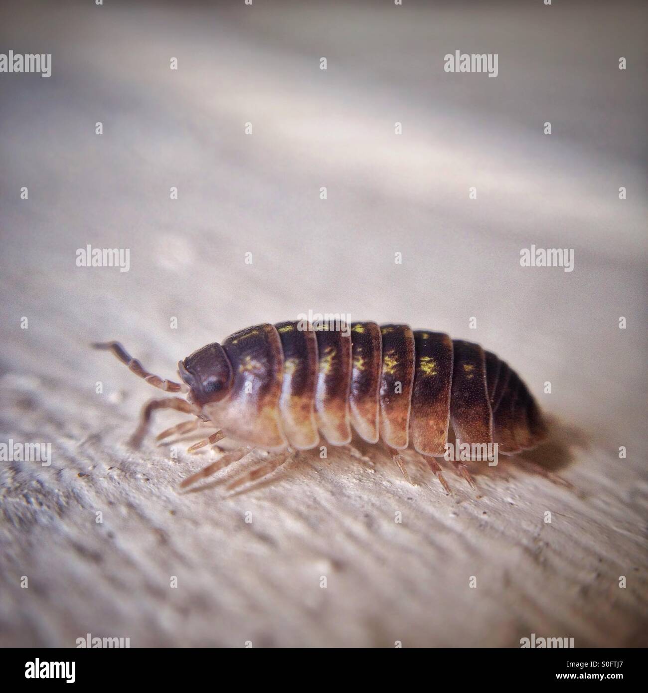 Chiggy hi-res stock photography and images - Alamy