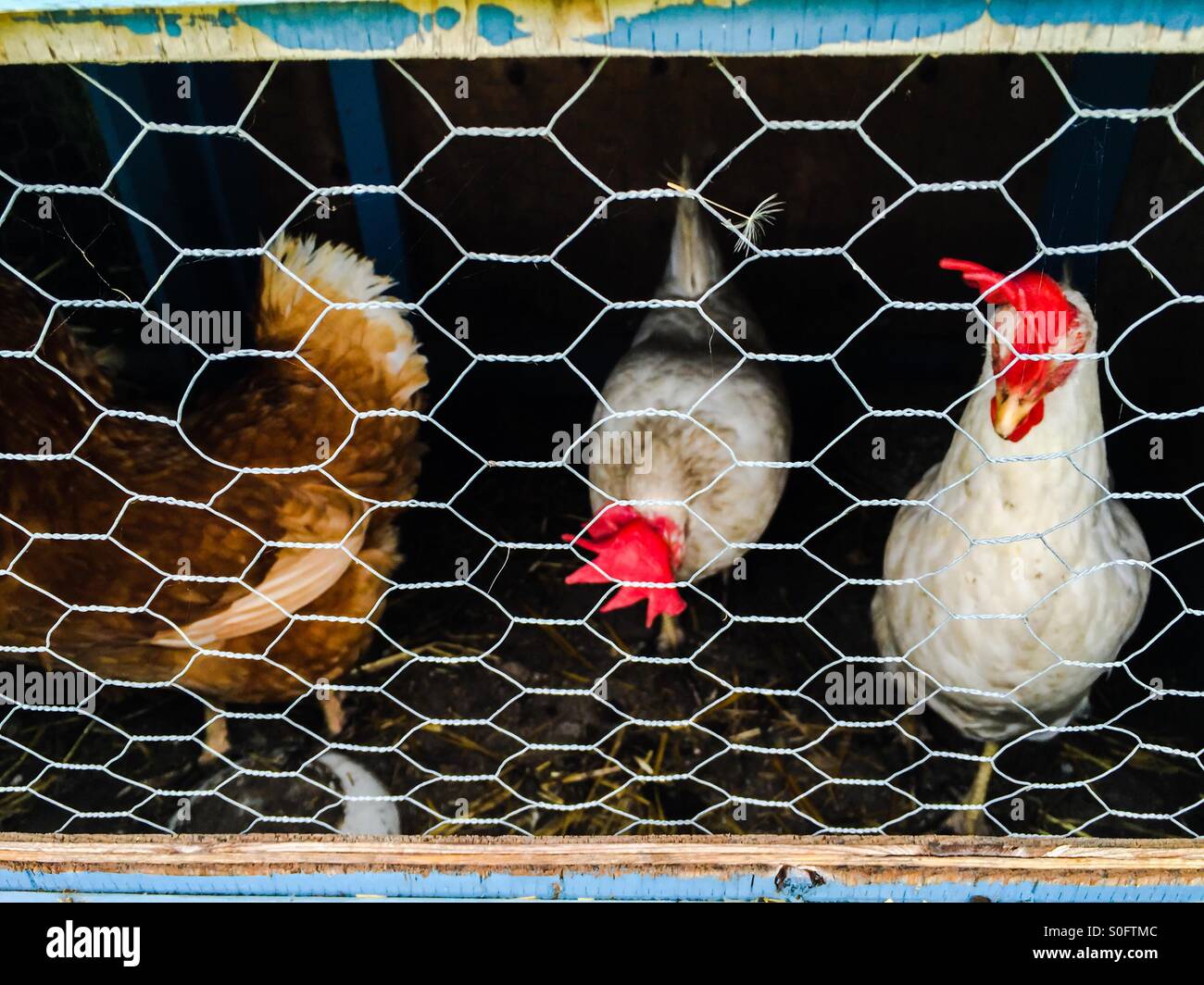 Let me out Stock Photo - Alamy