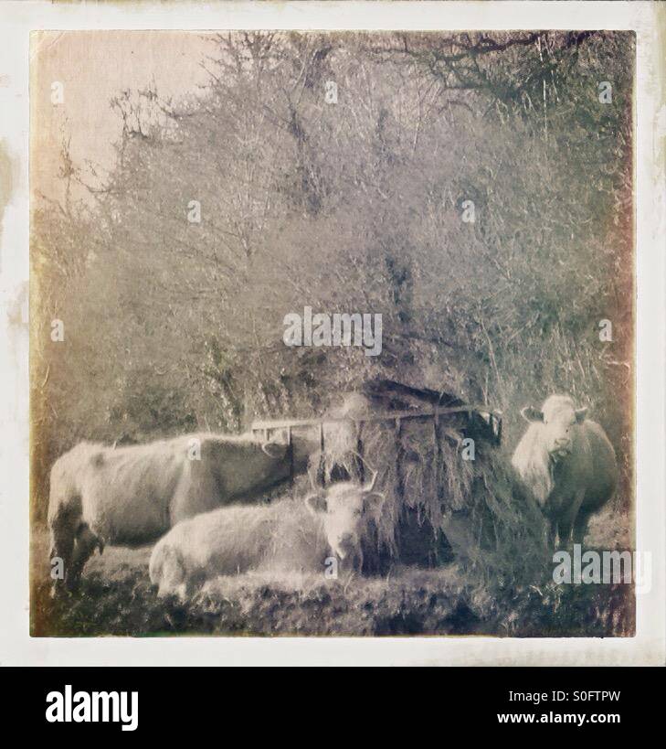 Lazy cows hi-res stock photography and images - Alamy