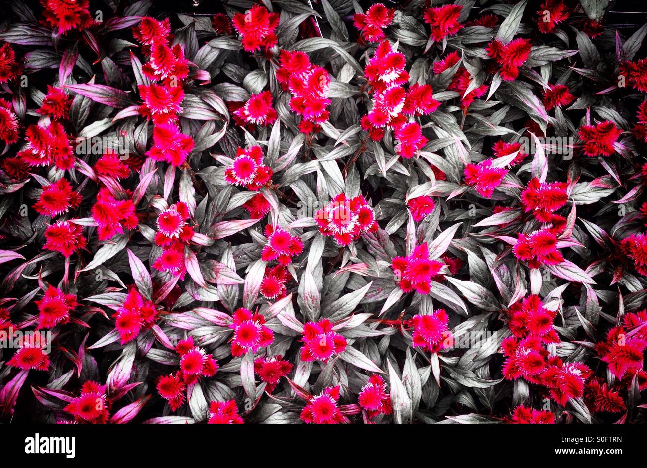 Mono flowers hi-res stock photography and images - Alamy