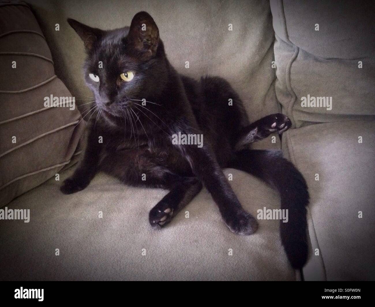 Awkward cat pose Stock Photo - Alamy