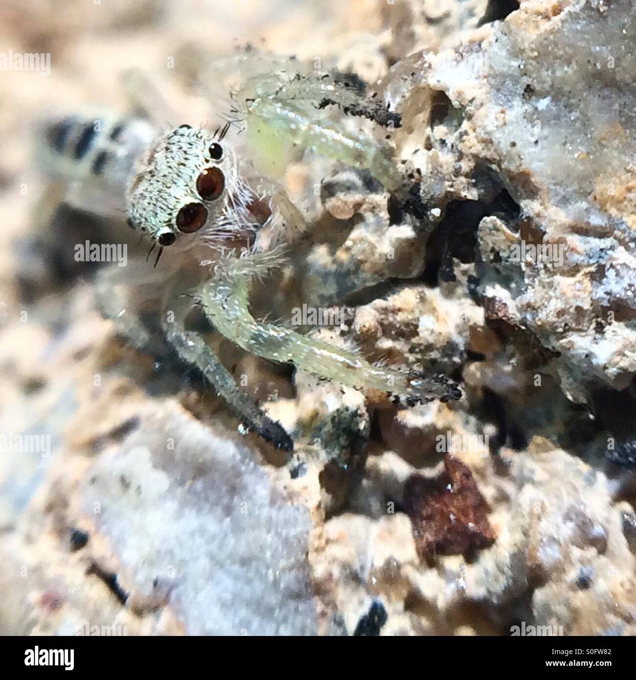 Tiny TINY little spider whose color and characteristics were ...