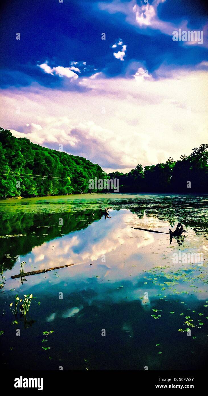 Swampy Pond High Resolution Stock Photography and Images - Alamy