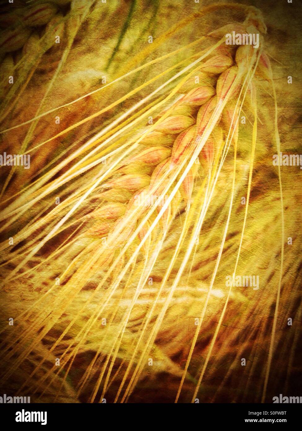 Ear of Wheat Stock Photo - Alamy