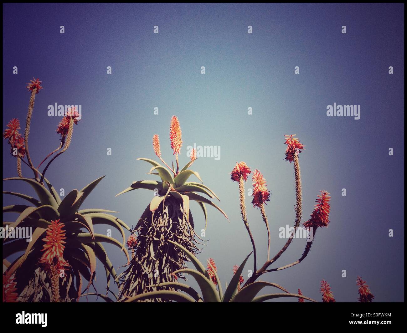 Aloe ferox flowers Stock Photo - Alamy