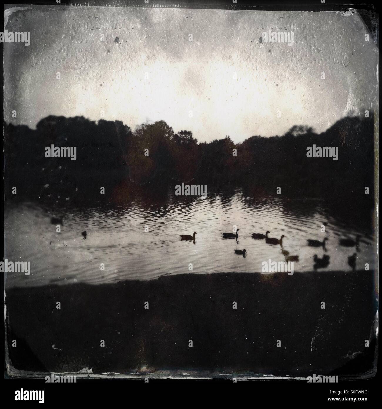 A line of ducks swimming across a lake at dusk Stock Photo - Alamy