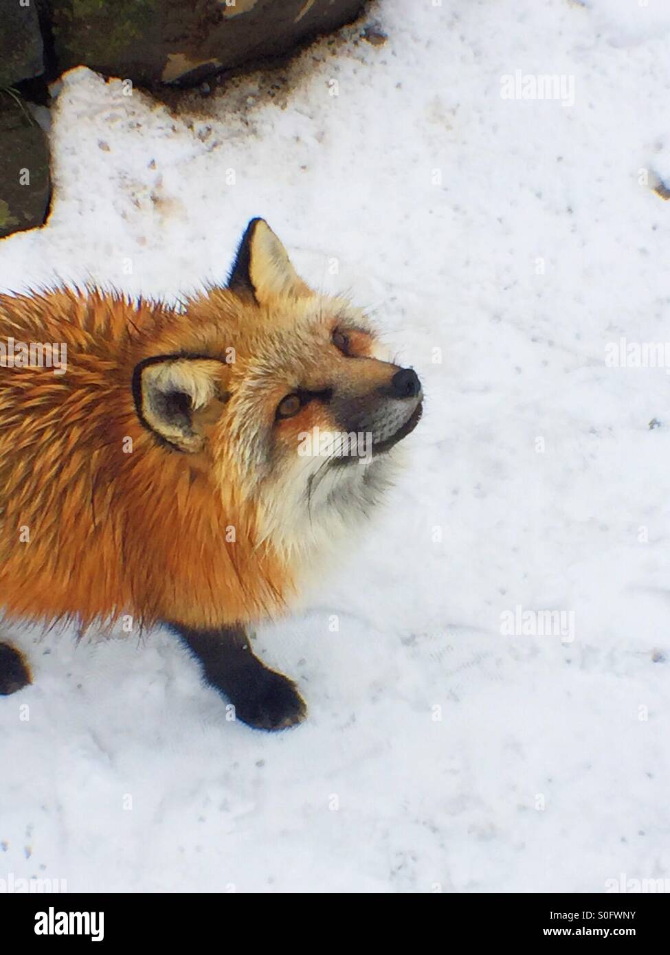 Japanese Fox High Resolution Stock Photography and Images - Alamy
