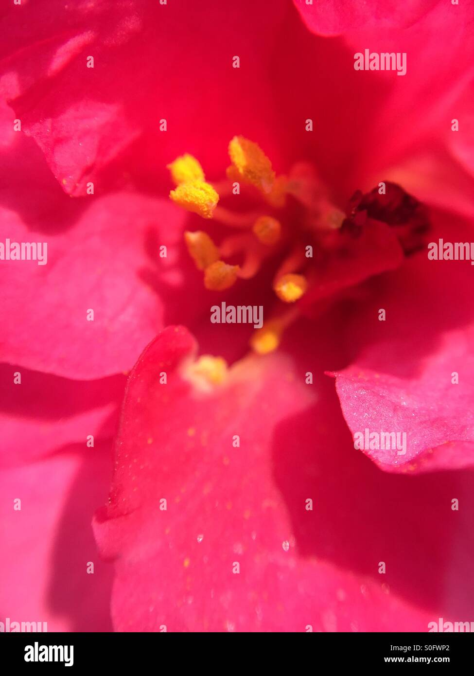 Zoom of flower hi-res stock photography and images - Alamy