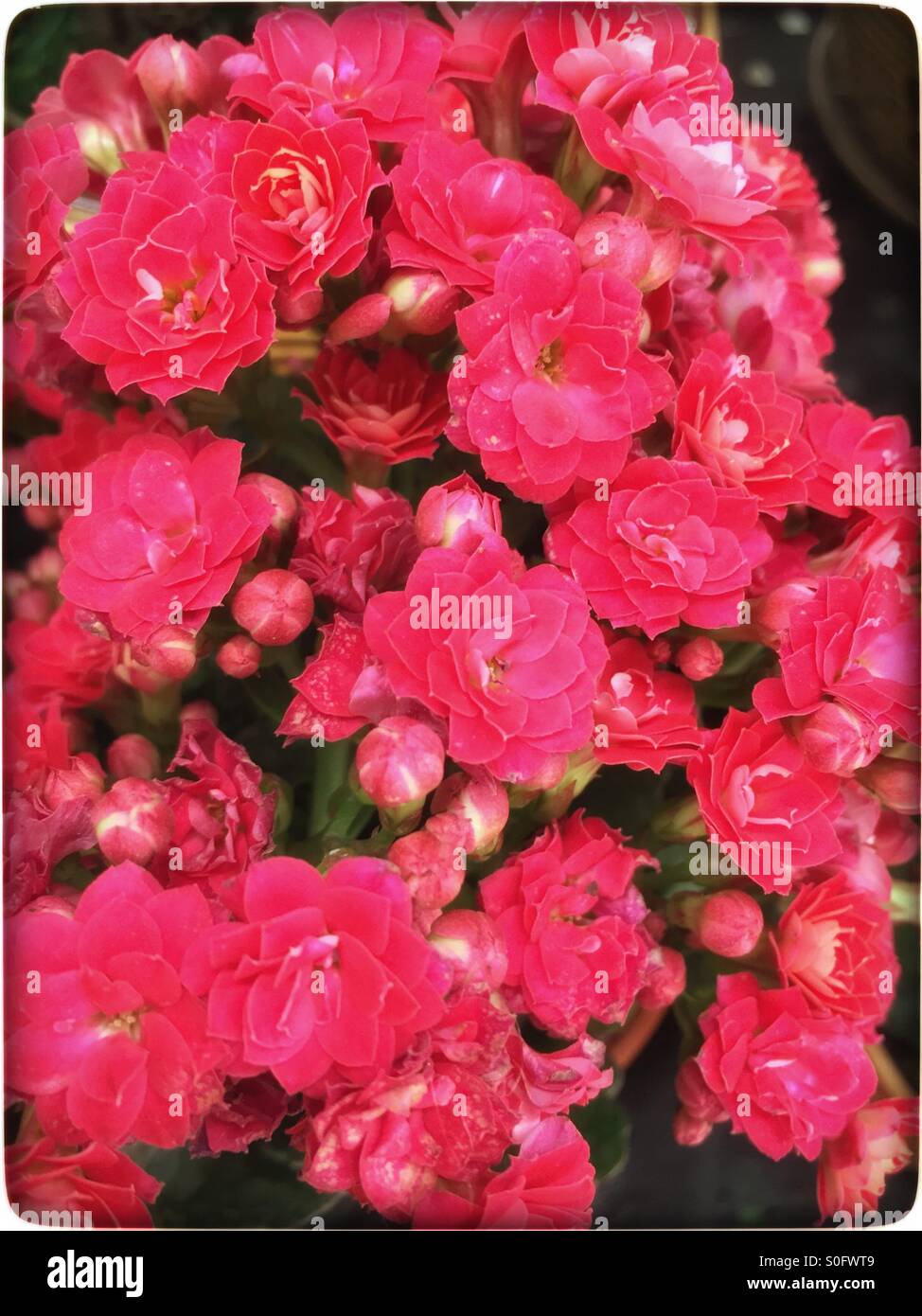 Fresh red roses glow Stock Photo - Alamy