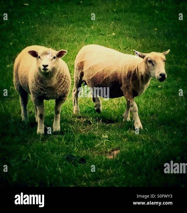 Shaved and Unshaved Stock Photo - Alamy