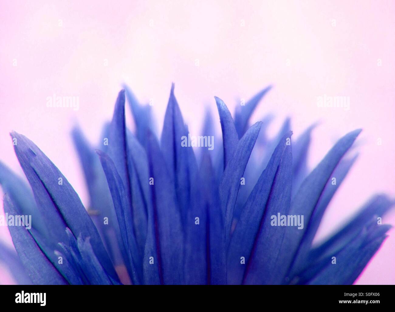 Blue fan flower hi-res stock photography and images - Alamy