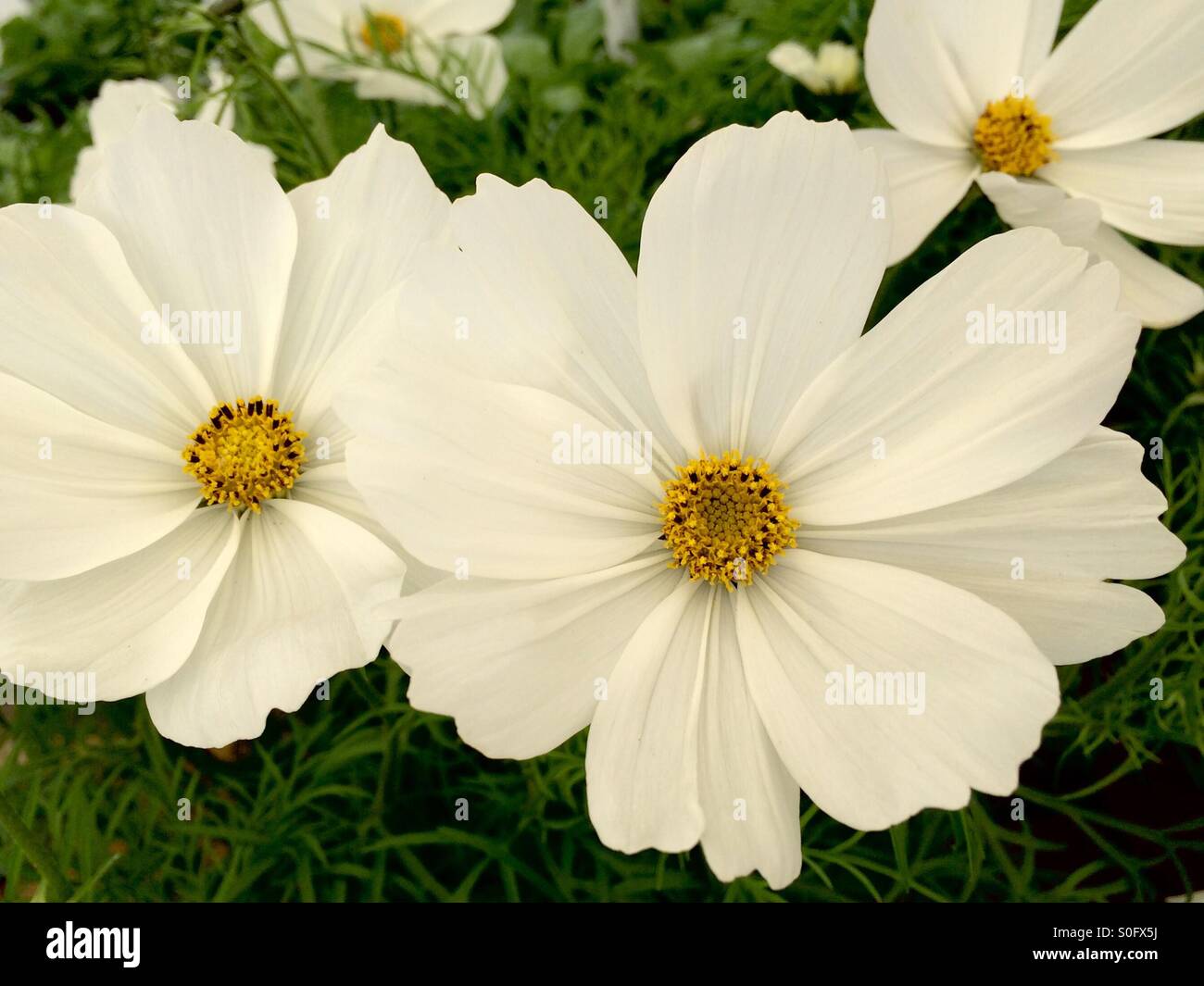 White cosmos flowers hi-res stock photography and images - Alamy